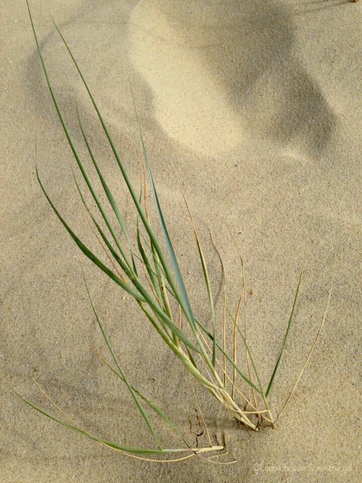 La dune du Pyla – Et si je vous prenais par les sentiments